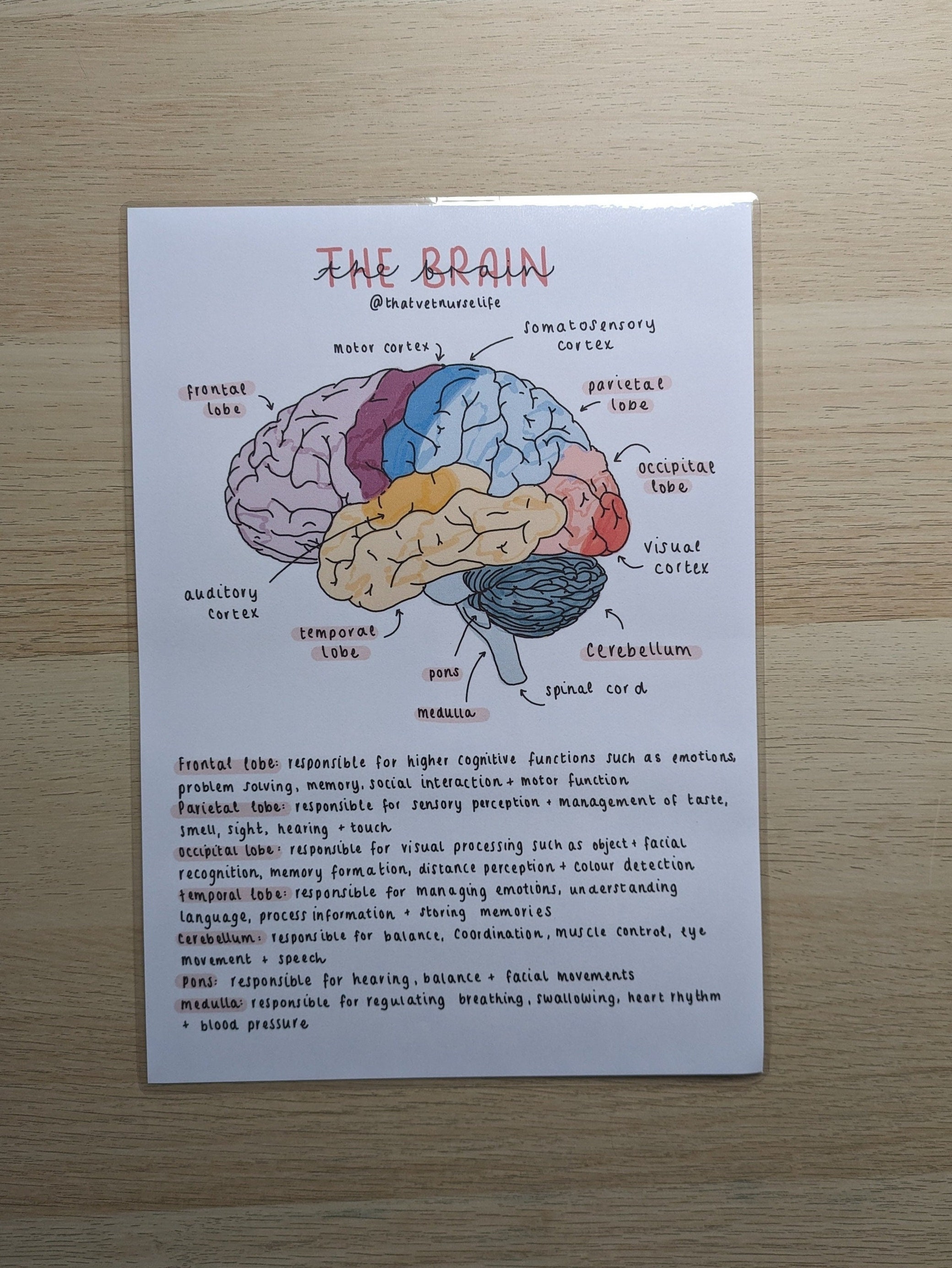 A4/A5 Brain Anatomy Illustrated Poster Veterinary Human Medicine Vet ...