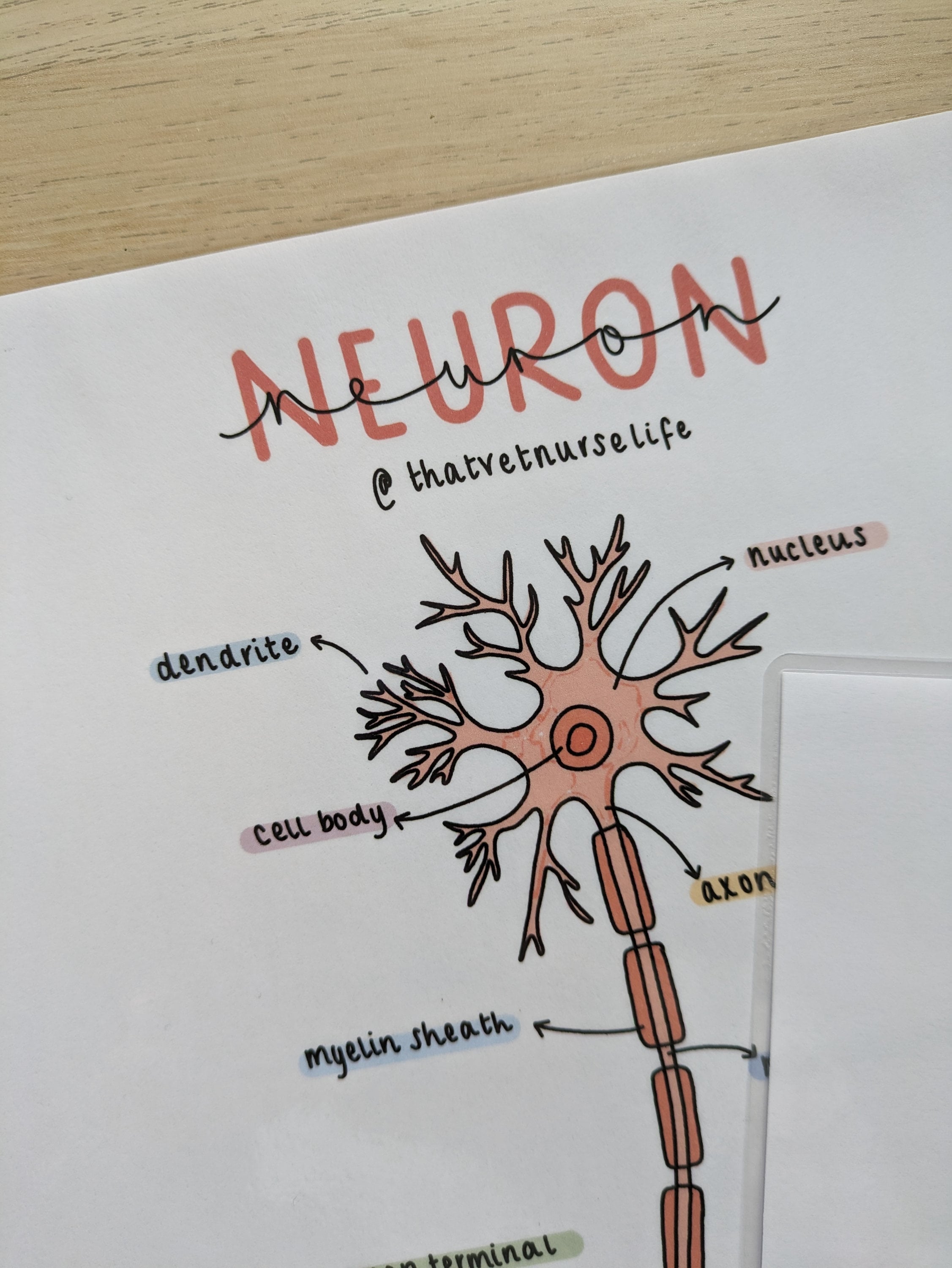 A4/A5 Parts of a Neuron Anatomy Illustrated Poster Veterinary Human ...