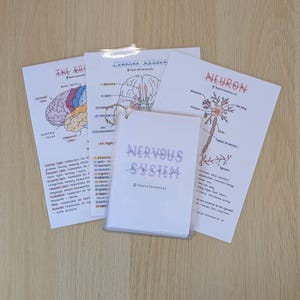 A4/A5 Brain Anatomy Illustrated Poster Veterinary Human Medicine Vet ...