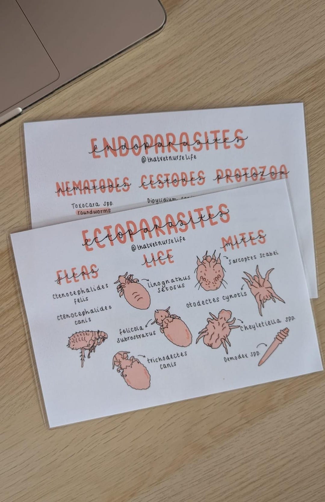 A5 Parasite Poster Basic Parasitology for Student Veterinary Nurse Tech ...