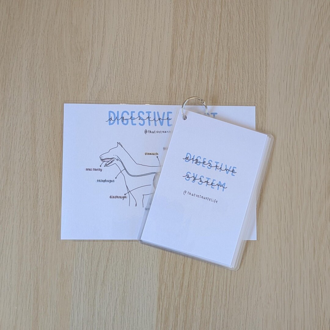 A6 Digestive System 13-page Flashcard Veterinary Nurse Anatomy ...