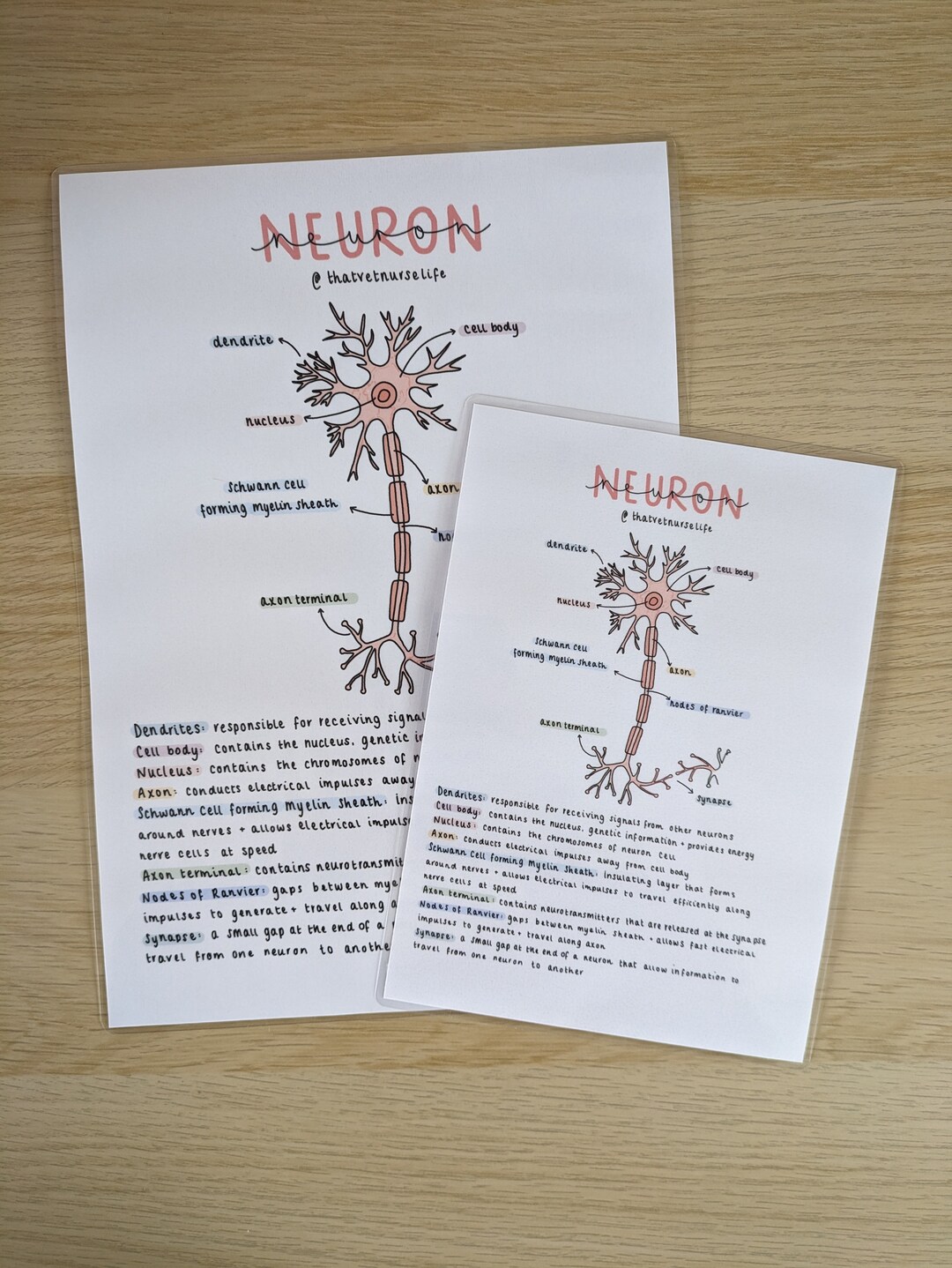 A4/A5 Parts of a Neuron Anatomy Illustrated Poster Veterinary Human ...