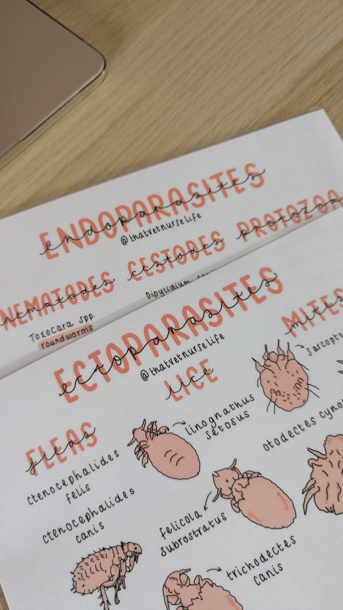 A5 Parasite Poster Basic Parasitology for Student Veterinary Nurse Tech ...