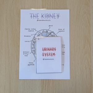 A4/A5 Kidney Anatomy Illustrated Poster Veterinary Human Medicine Vet ...