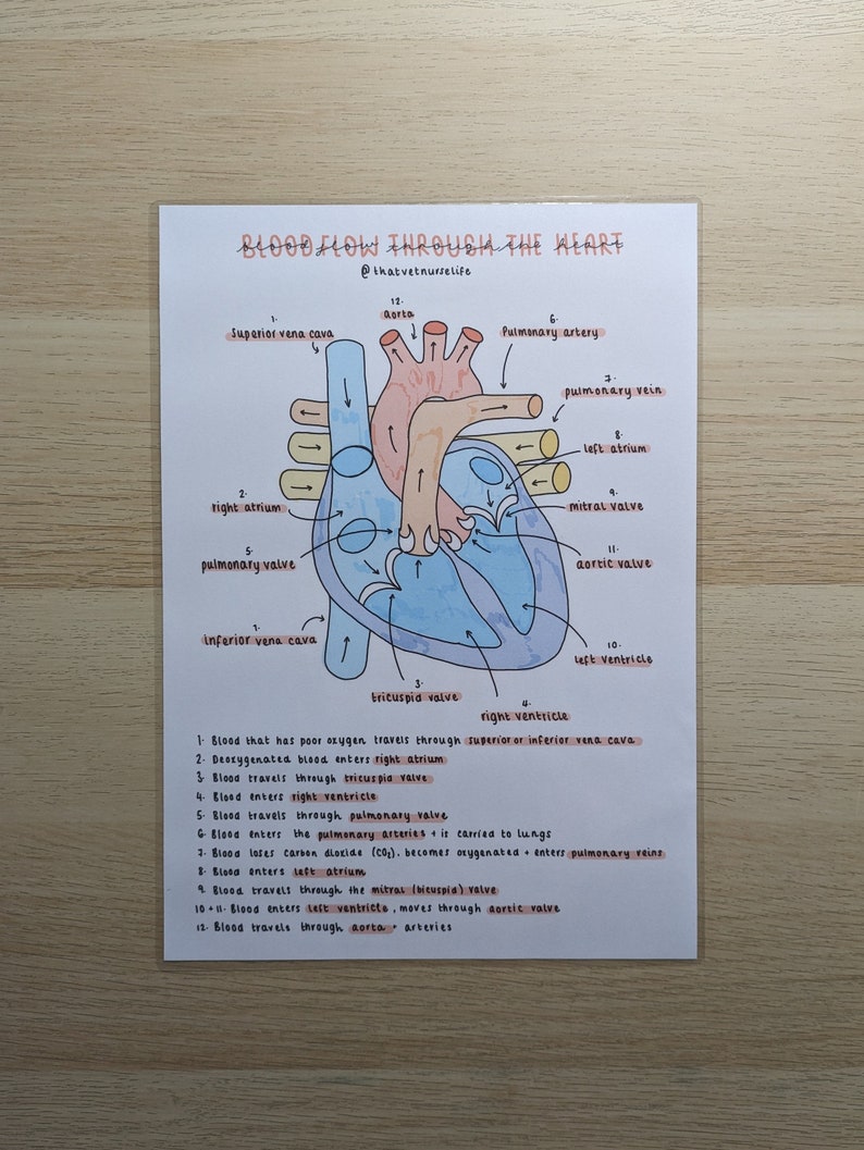 A4/A5 Heart Anatomy Illustrated Poster Veterinary Human Medicine Vet ...