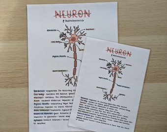 A4/A5 Brain Anatomy Illustrated Poster Veterinary Human Medicine Vet ...