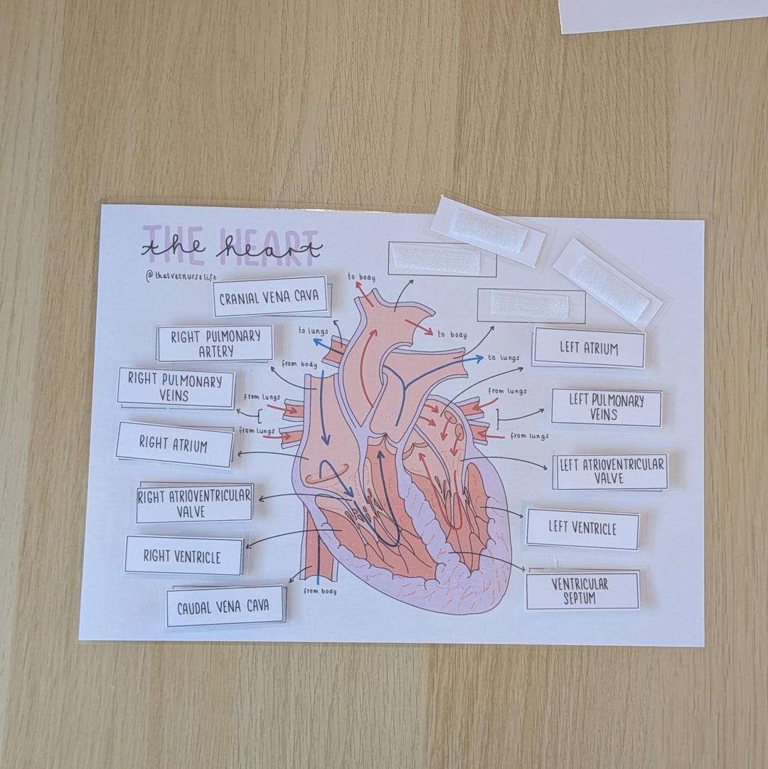 A4 the Heart Identification & Sorting Game for Veterinary Nurses ...