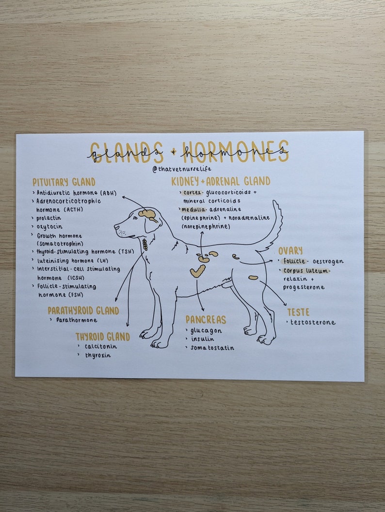 Veterinary Endocrine System Poster | Glands & Hormones Anatomy Revision ...