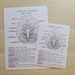 A4/A5 Cranial Nerves Illustrated Poster Veterinary Nervous System ...