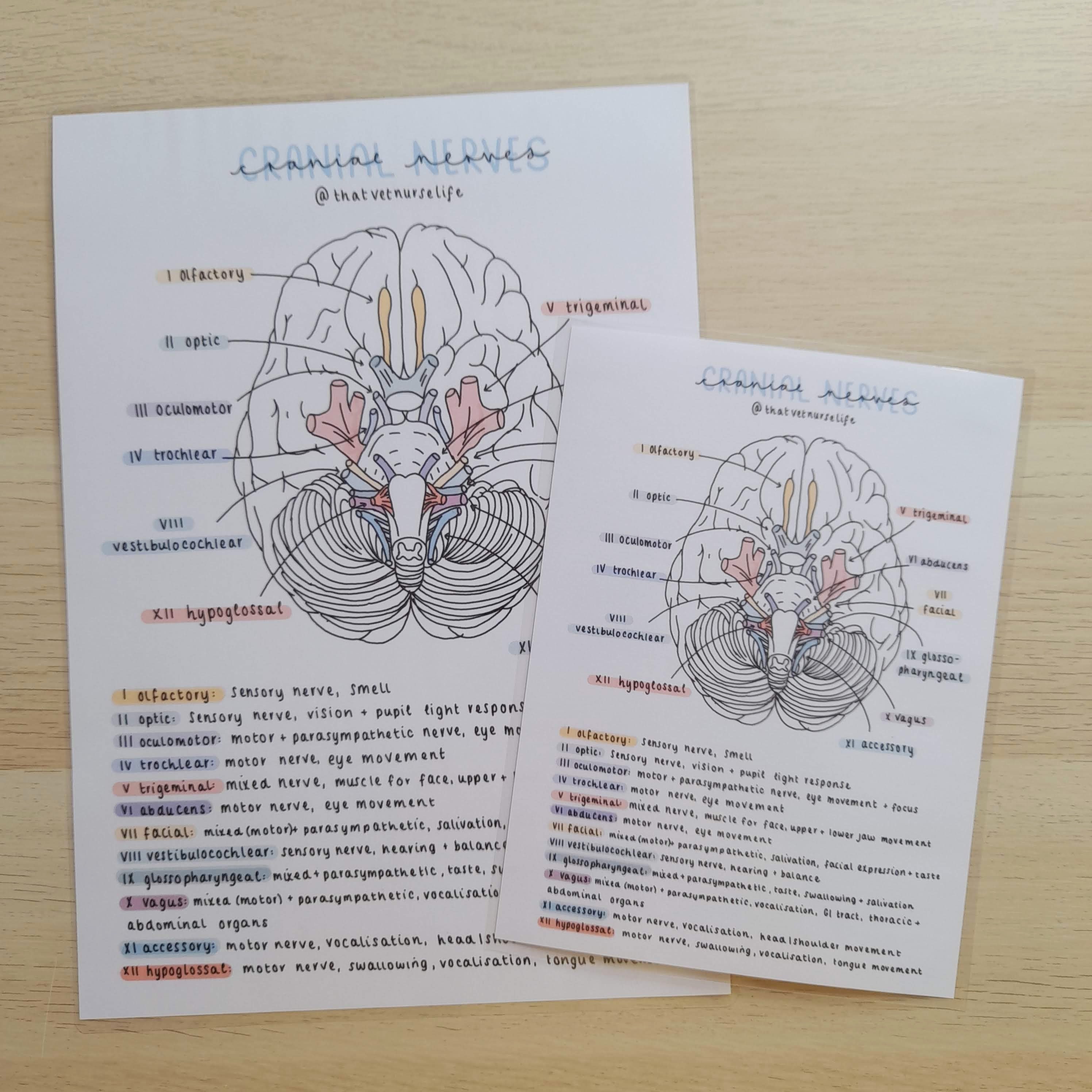 A4/A5 Cranial Nerves Illustrated Poster Veterinary Nervous System ...