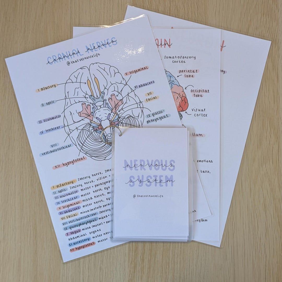 A4/A5 Cranial Nerves Illustrated Poster Veterinary Nervous System ...