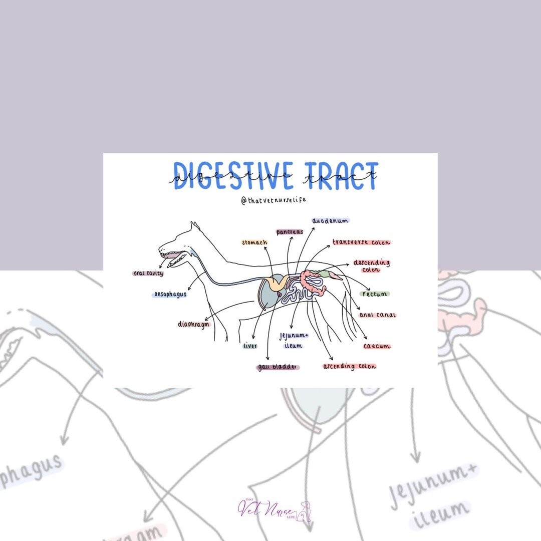 Veterinary Digestive System Poster: Illustrated A5 Revision Aid - Etsy