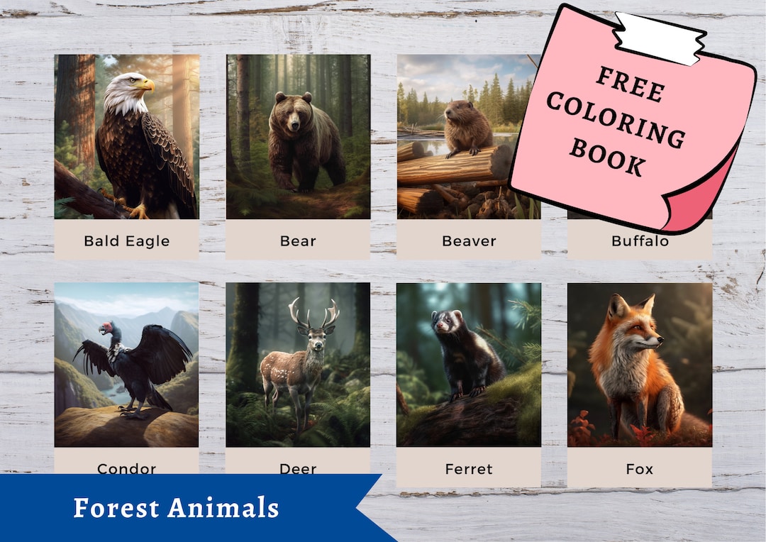 FOREST ANIAMLS (realistic Pictures) *16 Montessori Cards -> Flash Cards ...