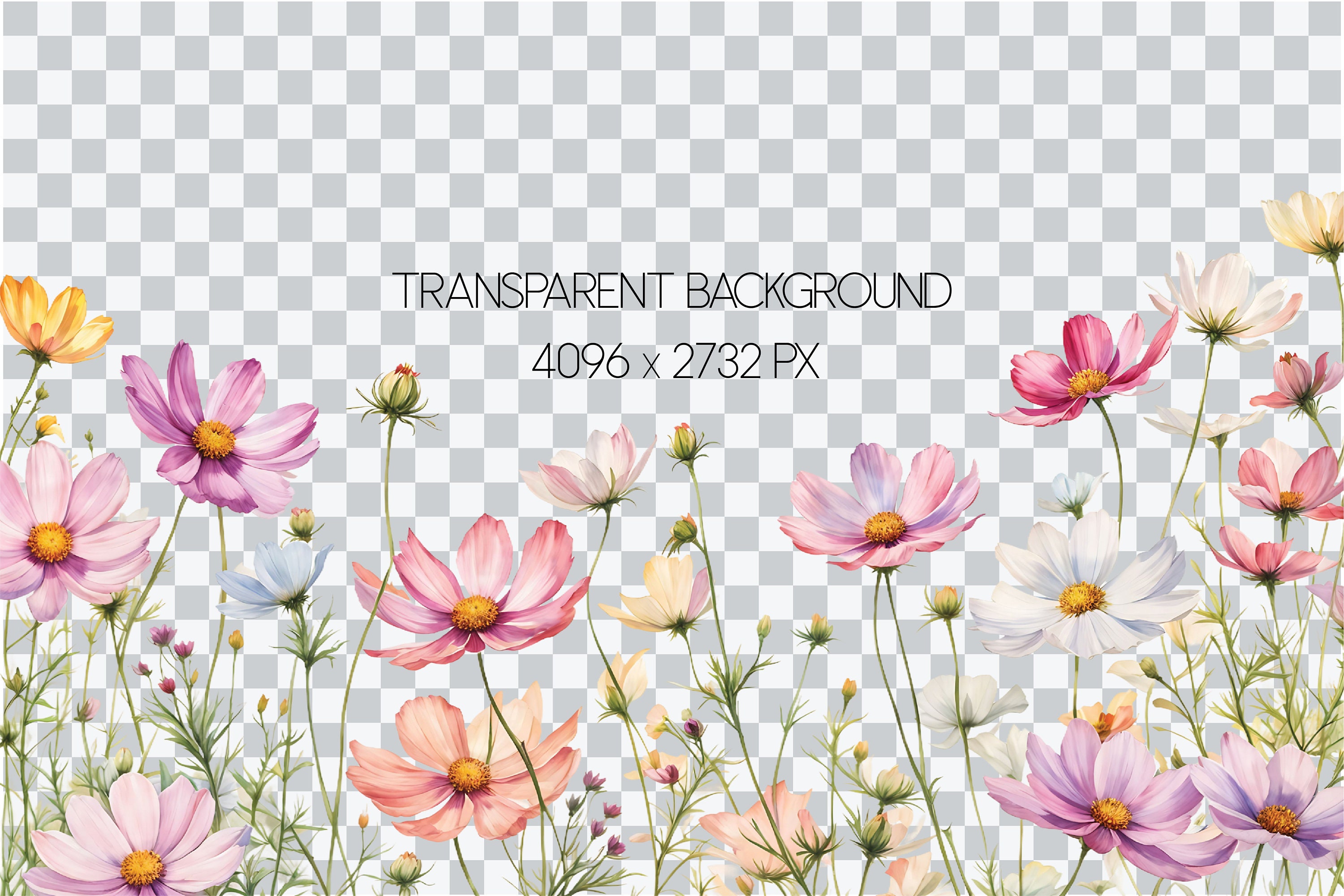 Cosmos Meadow Border, Watercolor Floral Borders, Wild Flowers, Summer ...