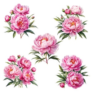 Watercolor Peony Clipart, Summer Flowers PNG, Watercolor Peonies ...