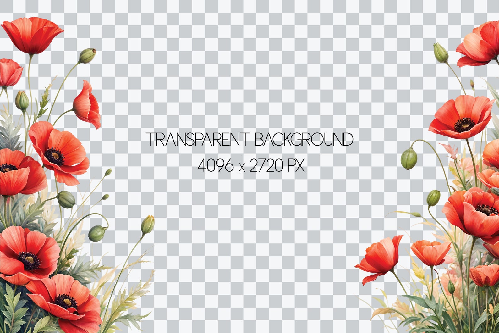 Poppy Borders, Watercolor Flower Clipart, Summer Wildflower Meadow PNG ...