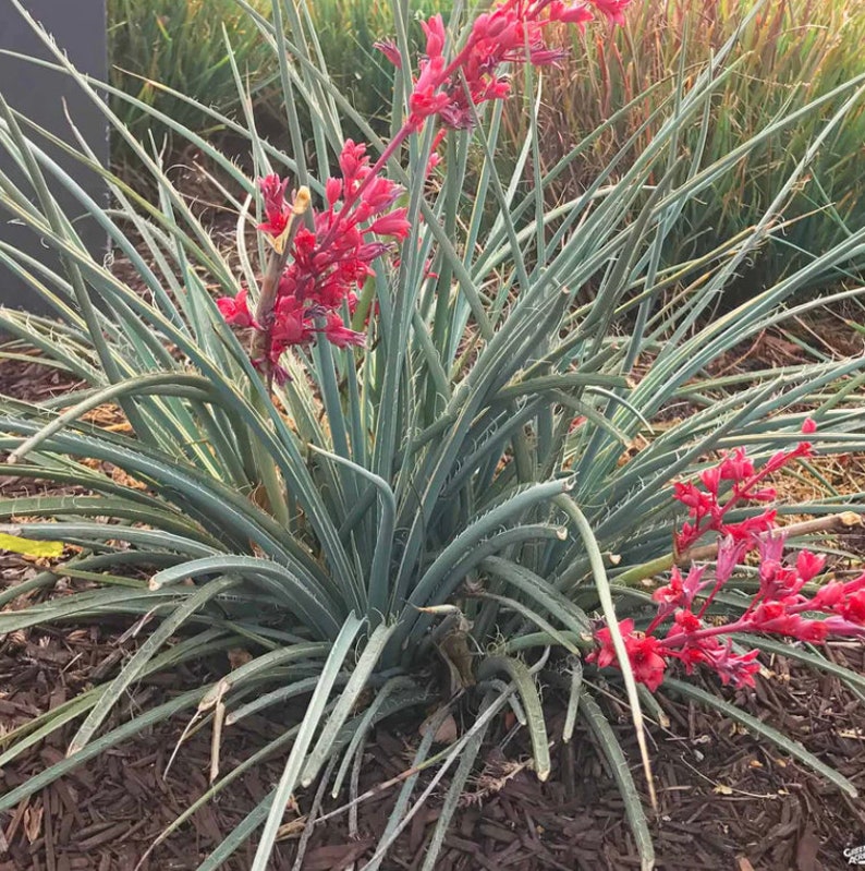 Red Yucca Hesperaloe Parviflora Seeds - Etsy