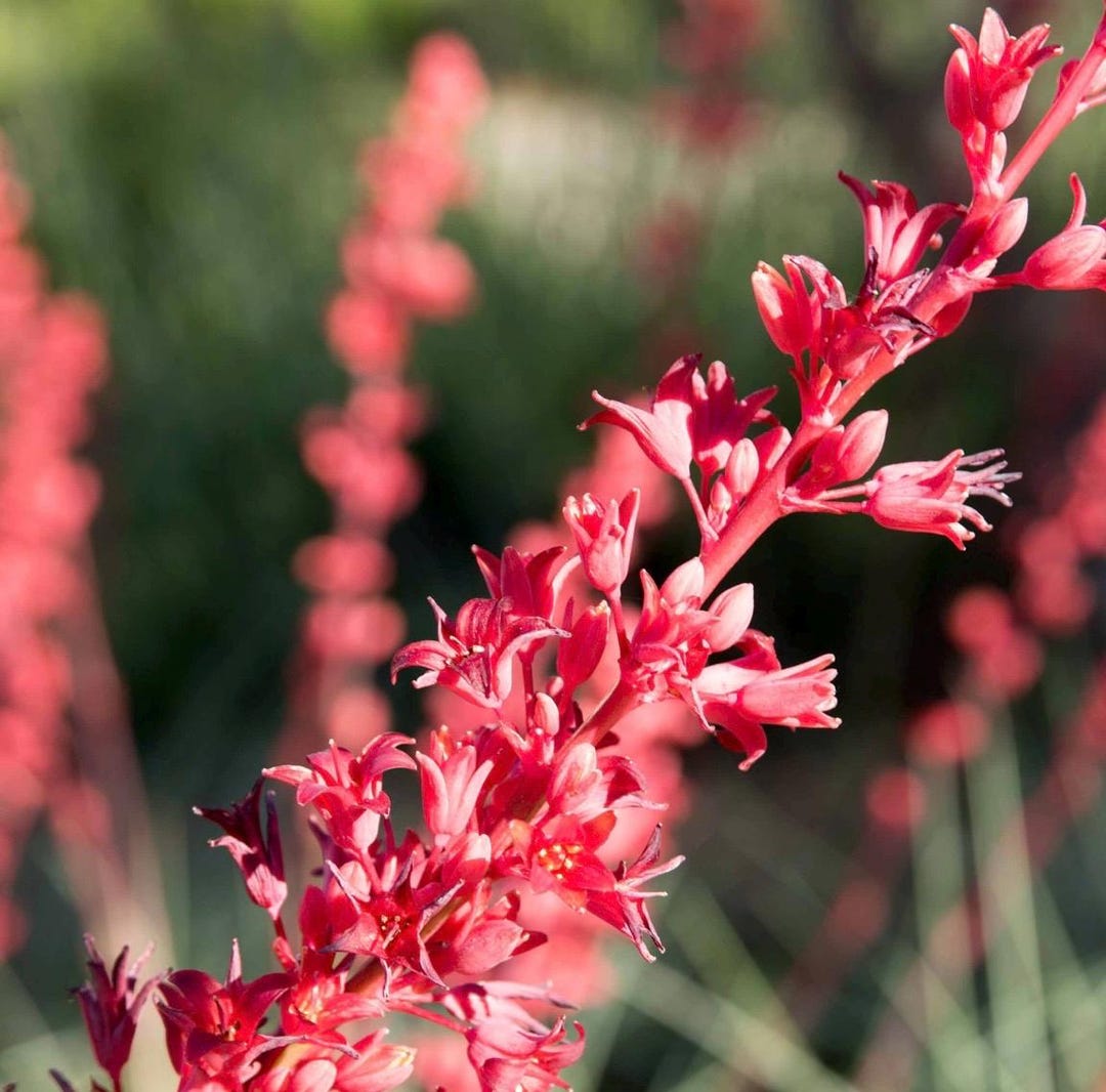 Stoplights Red Yucca Hesperaloe Parviflora Seeds - Etsy