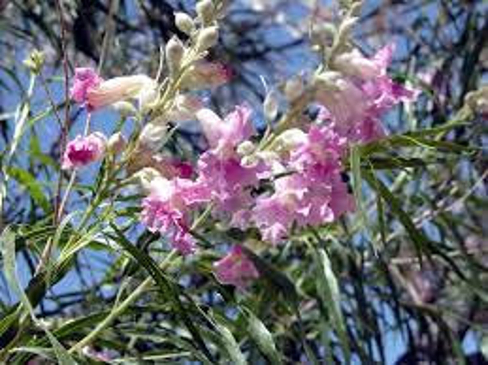 Pink Desert Willow Seeds, Drought Tolerant Tree - Etsy
