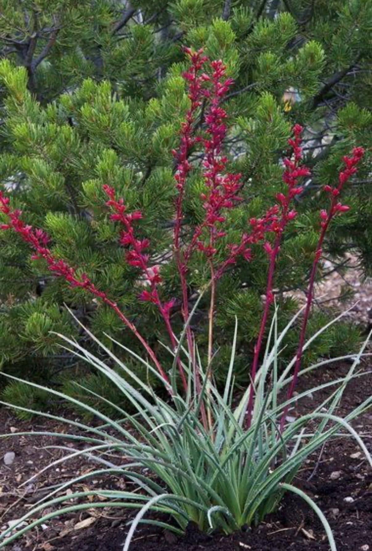 Stoplights Red Yucca Hesperaloe Parviflora Seeds - Etsy