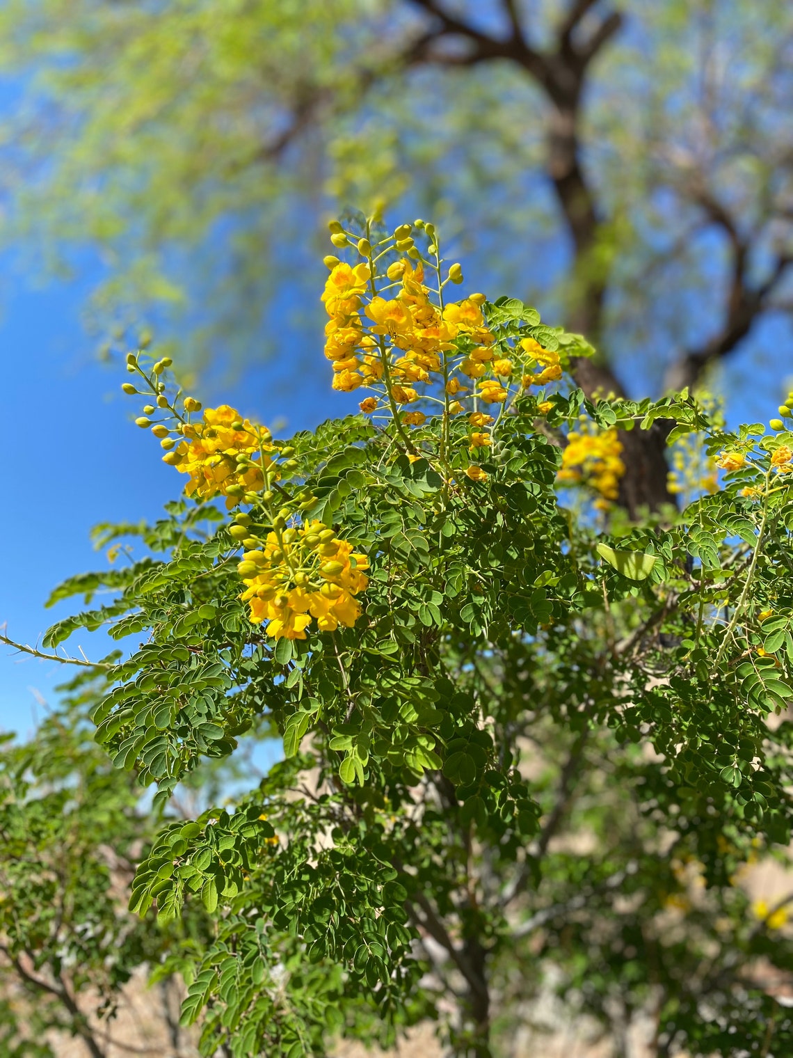 Yellow Mexican Bird of Paradise (caesalpinia Pulcherrima) - Etsy