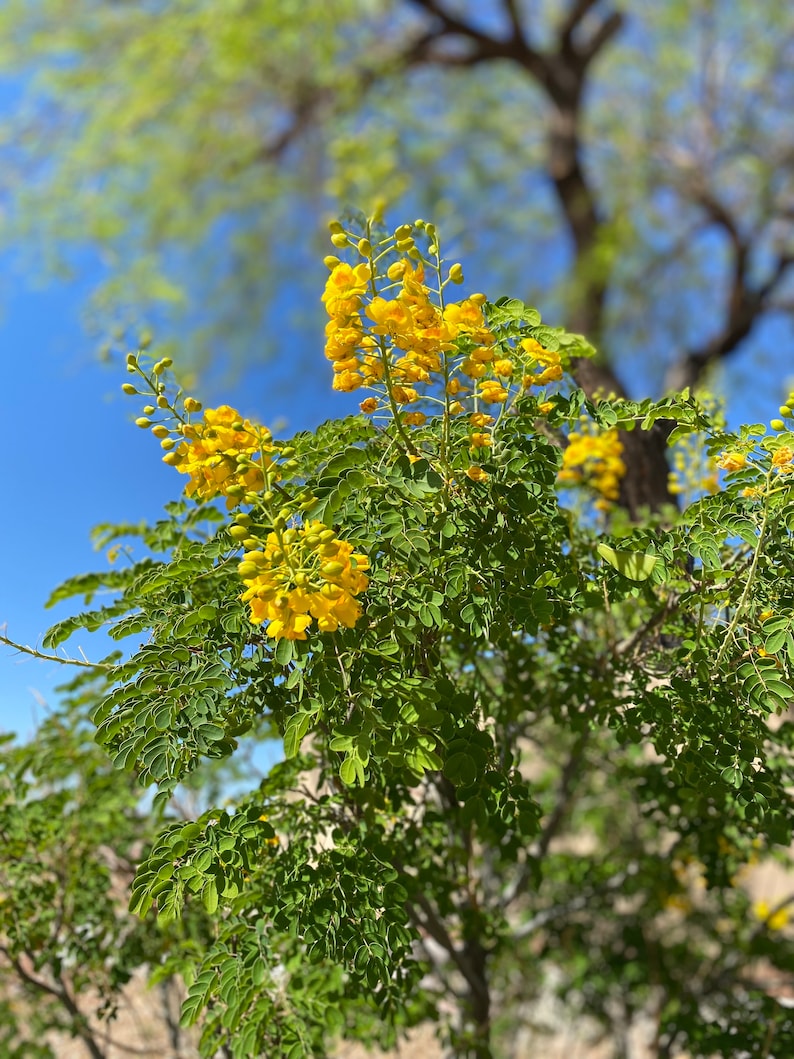 Yellow Mexican Bird of Paradise (caesalpinia Pulcherrima) - Etsy