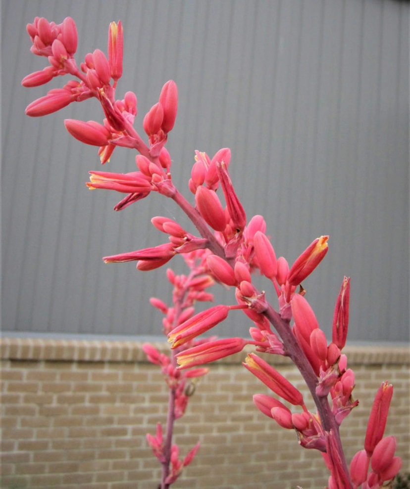 Red Yucca Hesperaloe Parviflora Seeds - Etsy