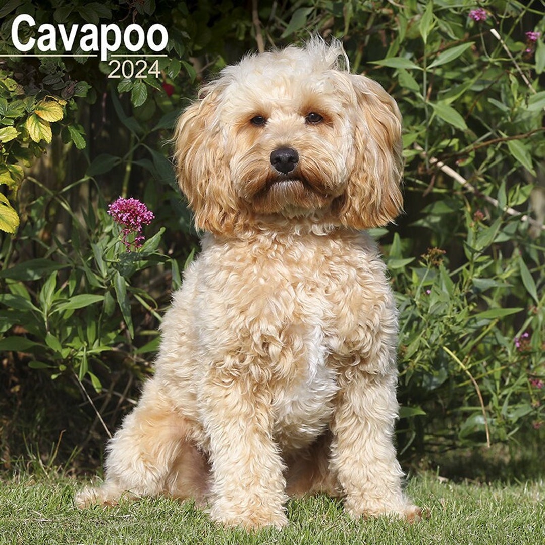 Cavapoo Calendar 2024 - Etsy