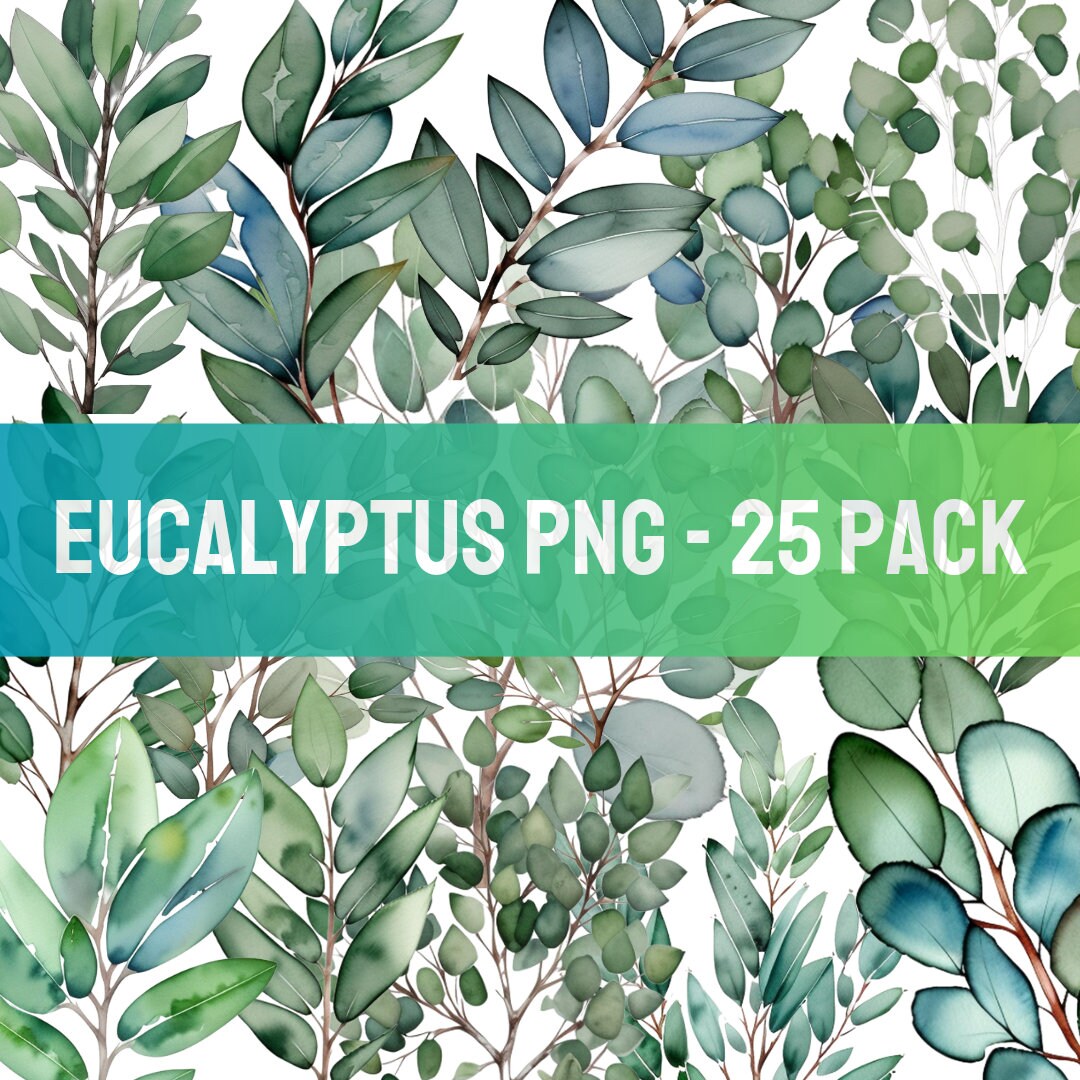Eucalyptus Watercolor PNG Clip Art - 25+ Pack - Transparent Background ...