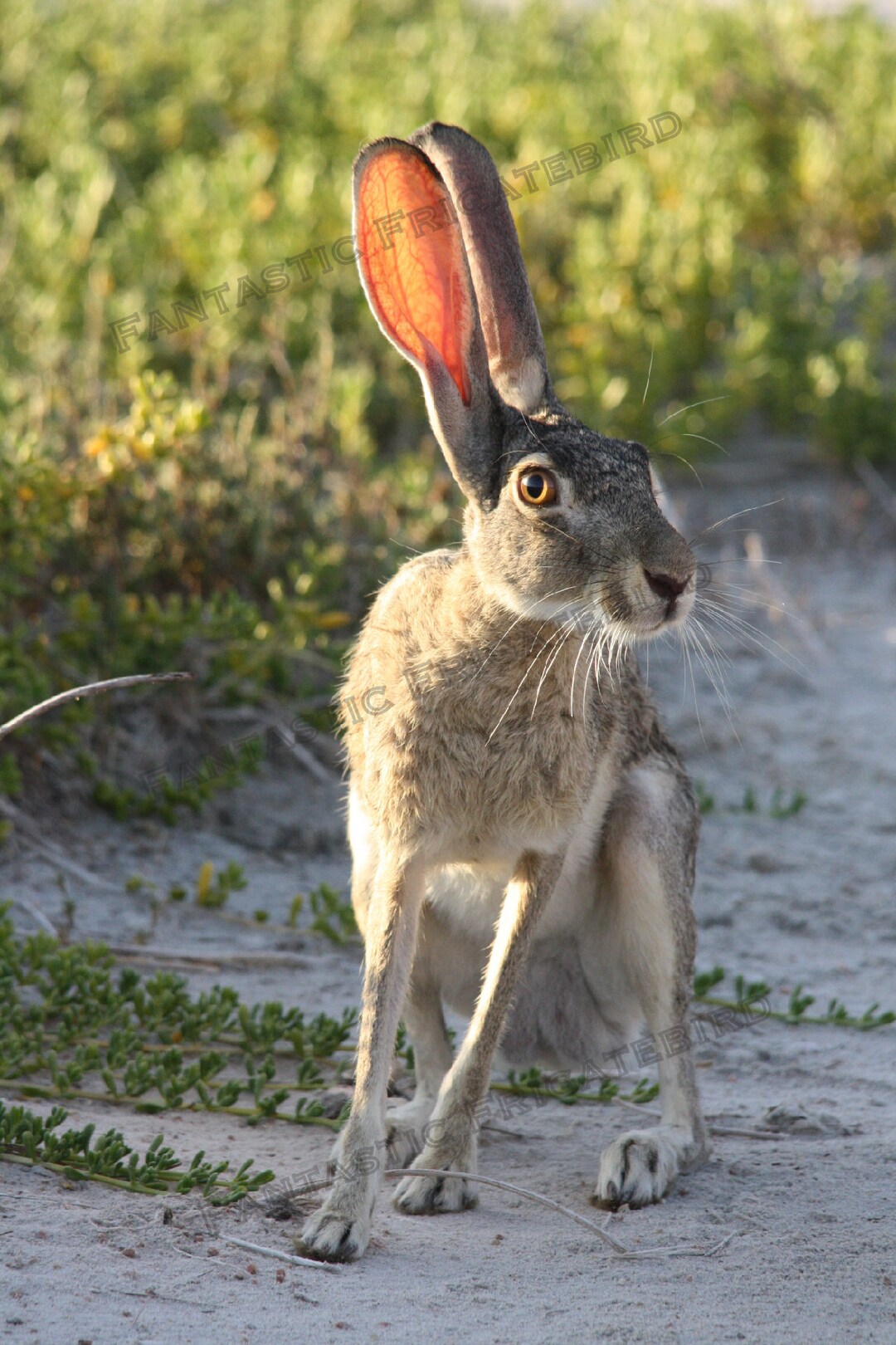 Jackrabbit | Digital Download | Digital Wall Art | Downloadable Nature Wall Art | Photography - Etsy