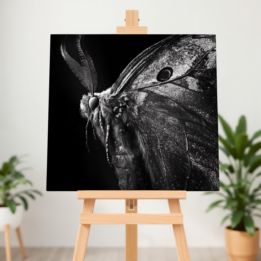 Black and White Atlas Moth Canvas Wall Art, Large Moth Print, Vintage ...