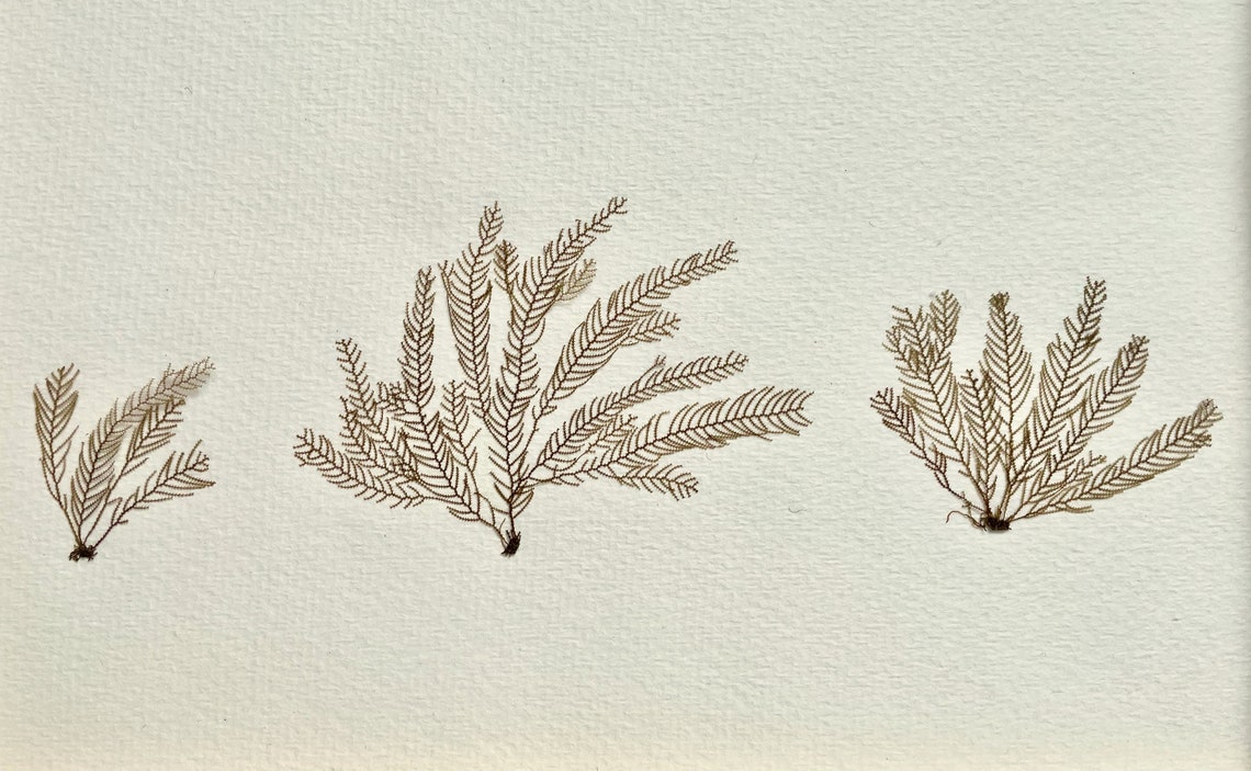Original Framed Hand Pressed Seaweed - Unique Pressing From the ...