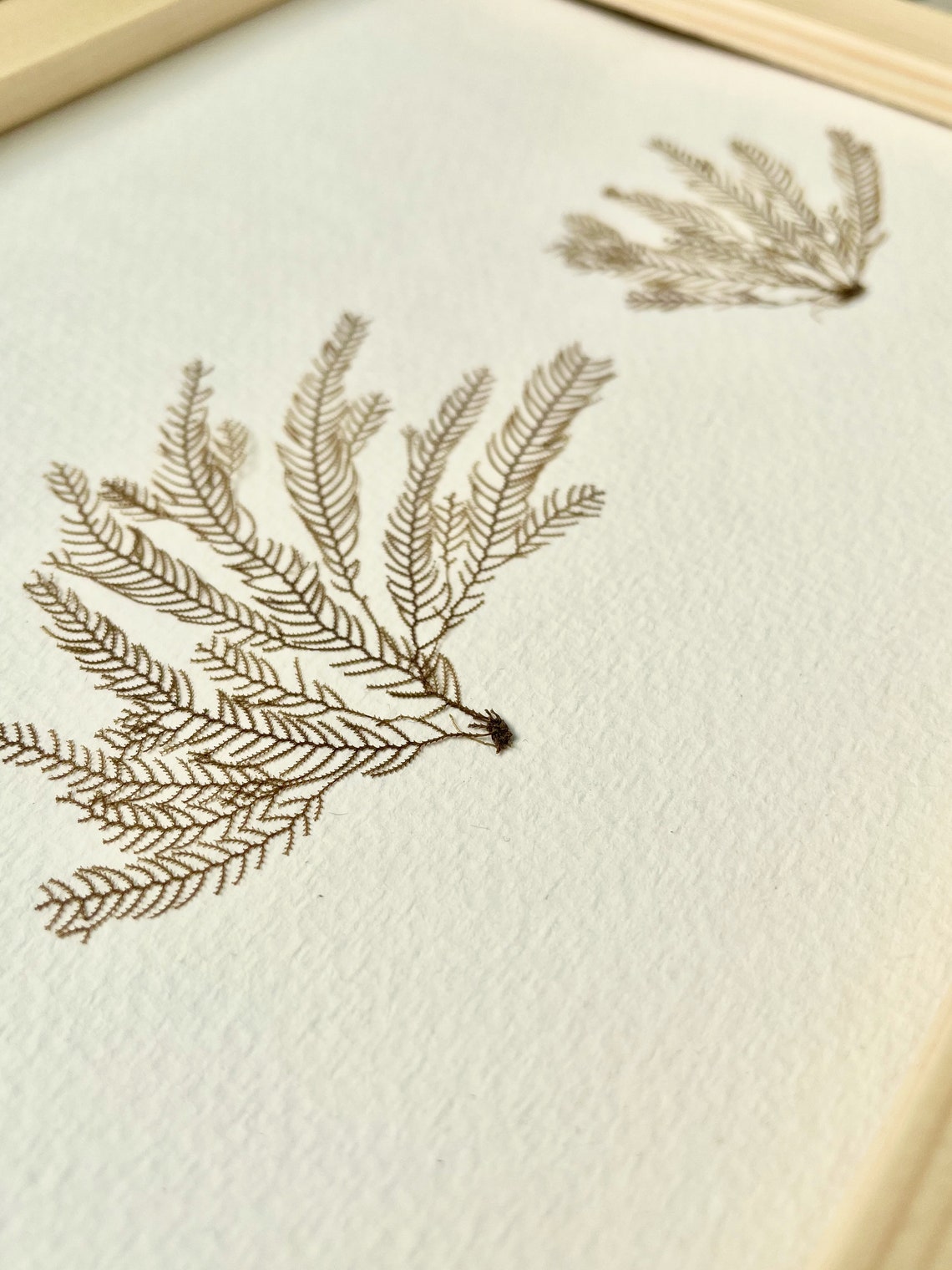Original Framed Hand Pressed Seaweed - Unique Pressing From the ...