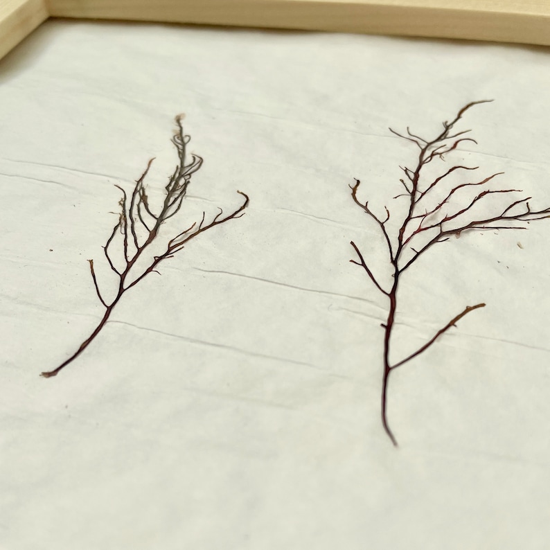 Original Framed Hand Pressed Seaweed - Unique Pressing From the ...