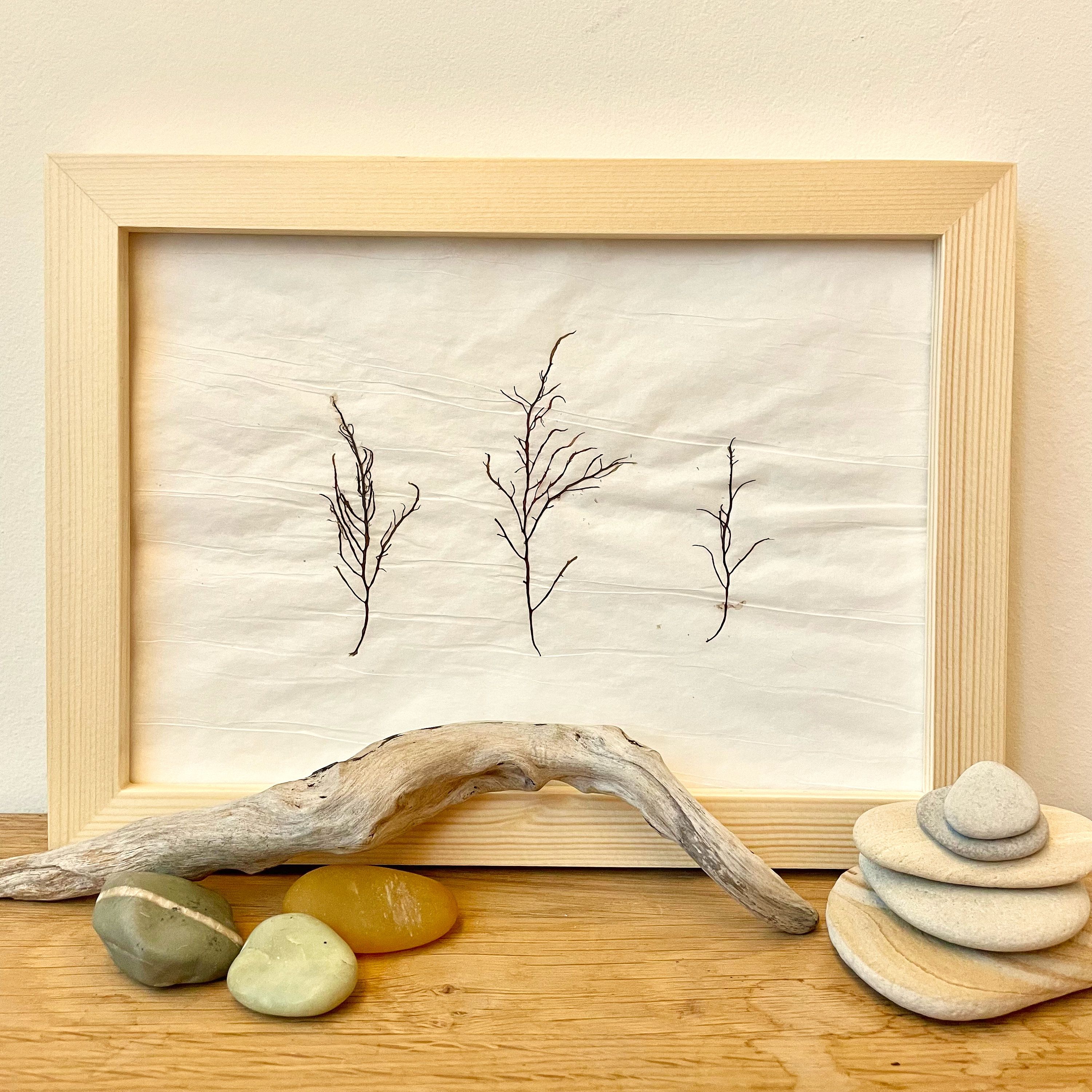 Original Framed Hand Pressed Seaweed - Unique Pressing From the ...