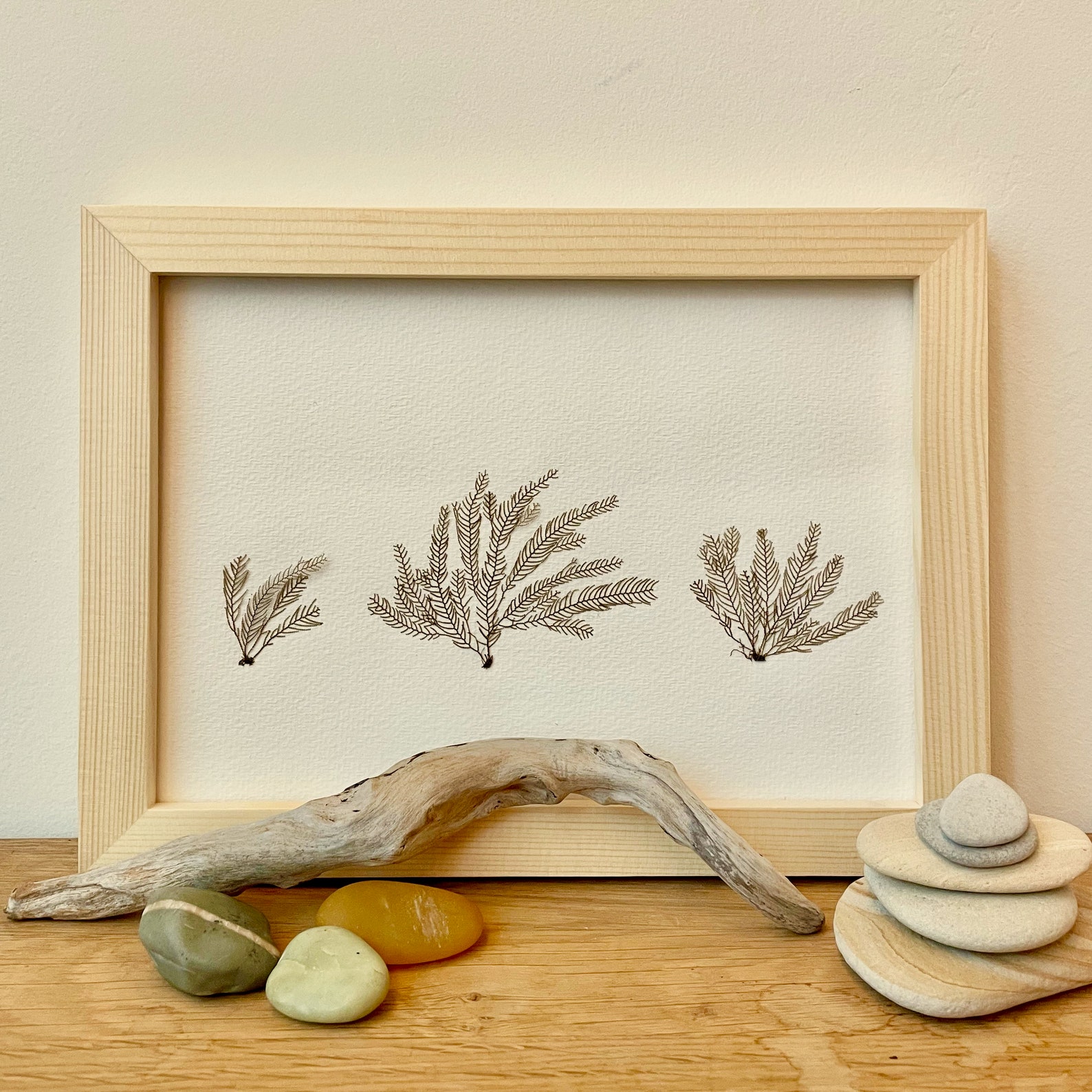 Original Framed Hand Pressed Seaweed - Unique Pressing From the ...
