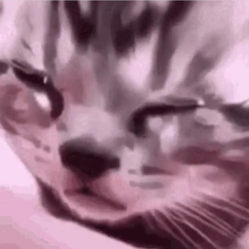 Original Crying Cat / Oil Painting / Meme Cat Painting / 20x20cm / 7 ...