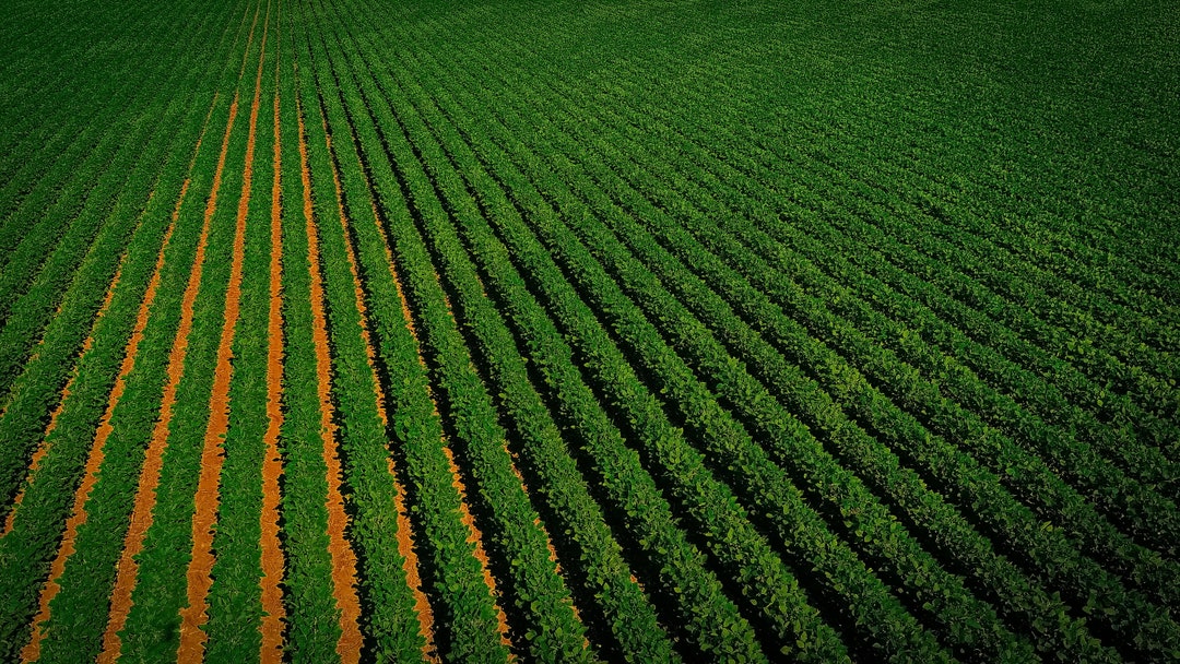 Minnesota Soybean Field Print: Rural Landscape Photography - Etsy