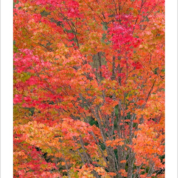 Maple Tree - Etsy