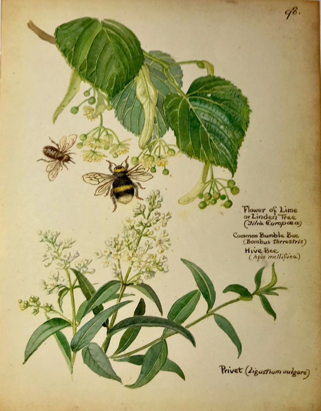Vintage Botanical Art Print no.98 Flower of Lime, Common Bubble Bee ...