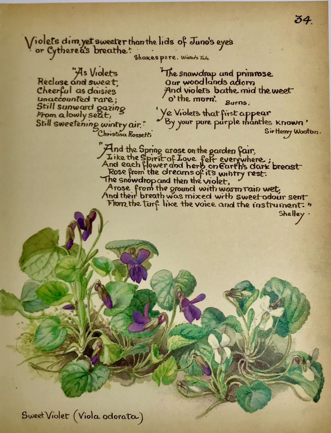 Vintage Botanical/poem no.34 Spring Violets Shelley - Etsy