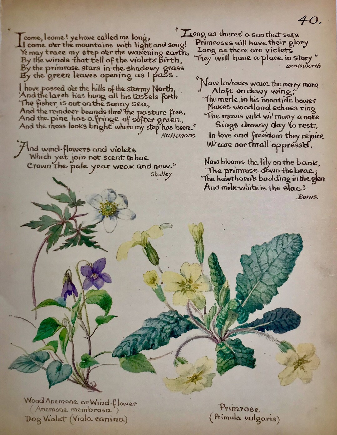 Vintage Botanical/poem no.40 Shelly/burns Primrose - Etsy