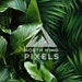 12 Jungle Leaf Digital Papers, Seamless Patterns, 12x12, JPG Download ...