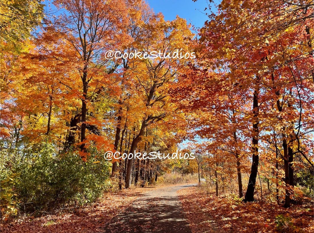 Fall Foliage/colorful Leaves on Trail - Prints, Photos, Canvas, Poster ...
