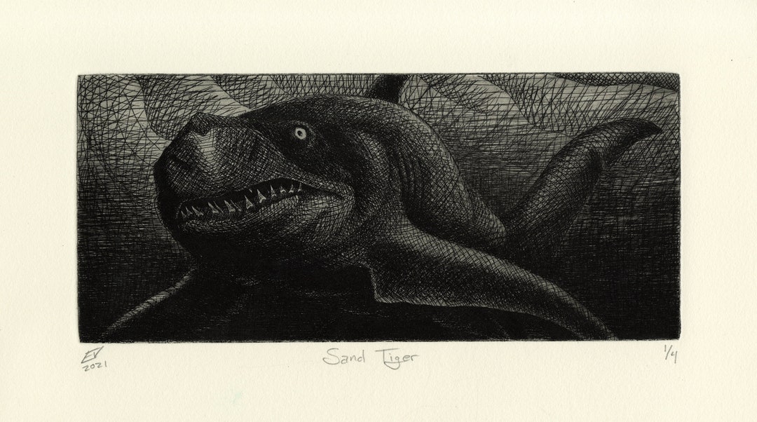 Sand Tiger Copper Etching Intaglio Print - Etsy