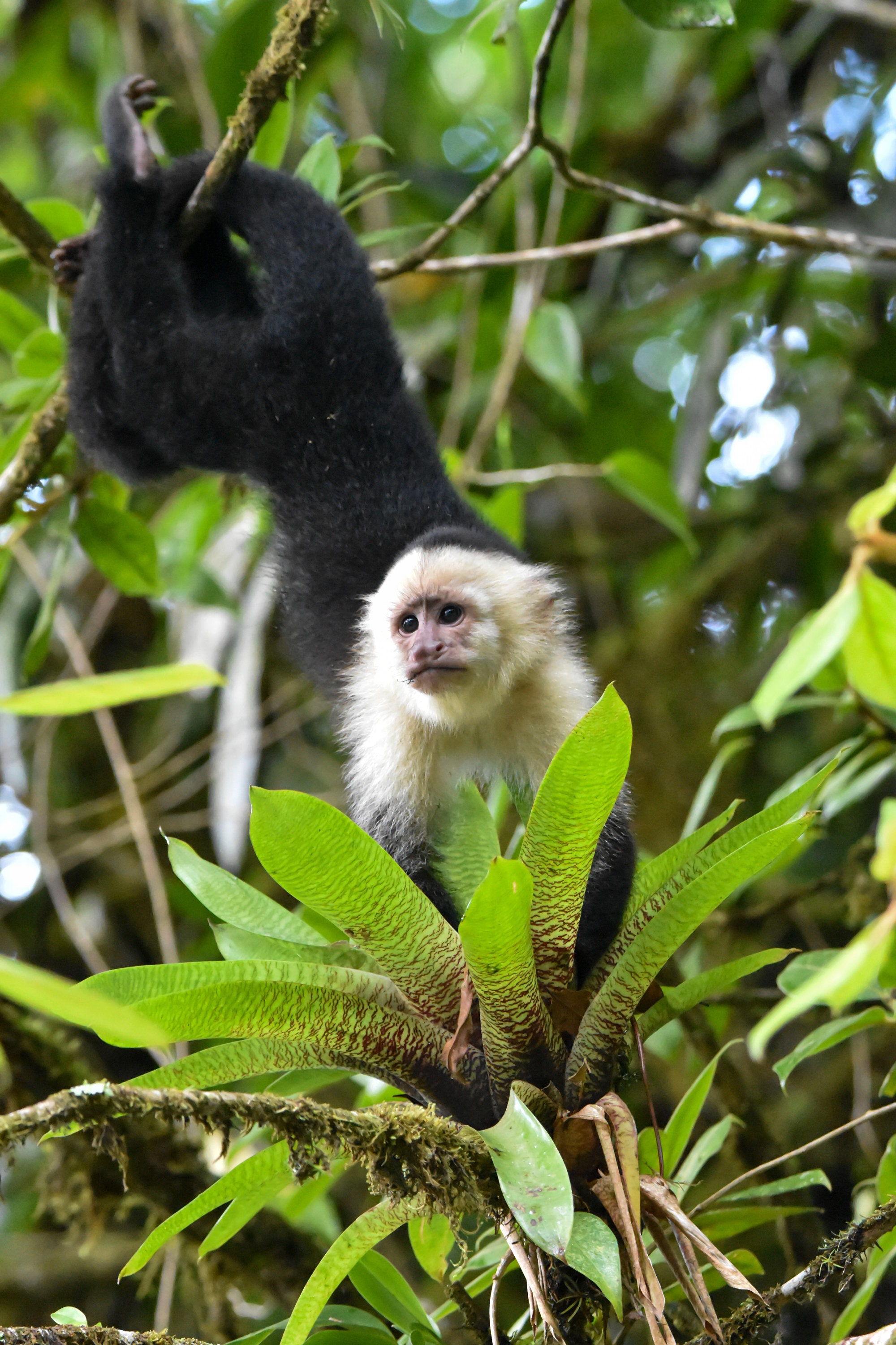 White-faced Capuchin Digital Print - Etsy