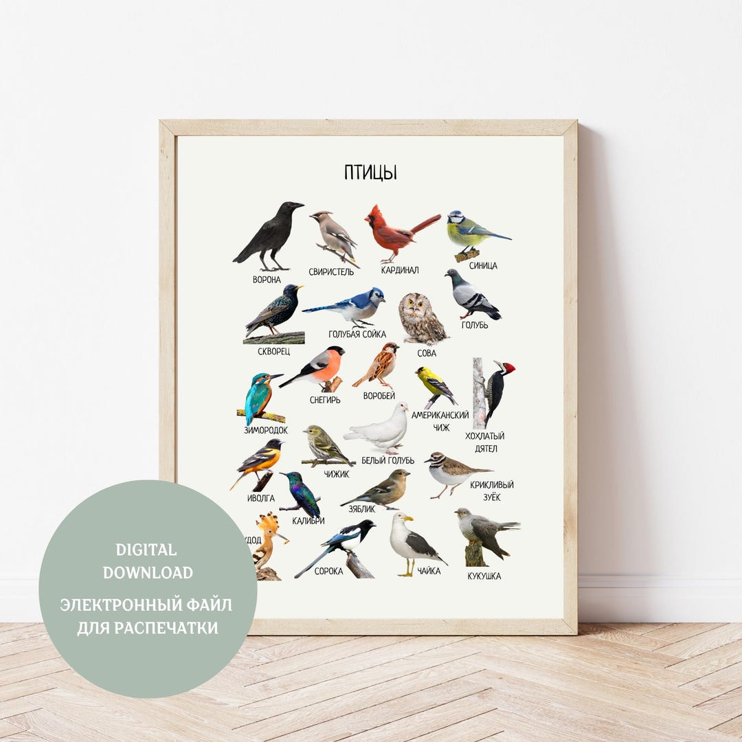 Обучающий плакат "Птицы" | Birds Educational Poster in Russian ...