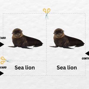 Ocean Animals, 3 Part Montessori Cards, 12 Safari LTD Toobs Coordinates ...
