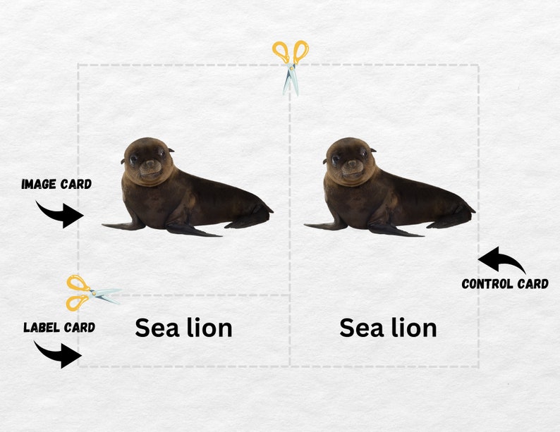 Ocean Animals, 3 Part Montessori Cards, 12 Safari LTD Toobs Coordinates ...