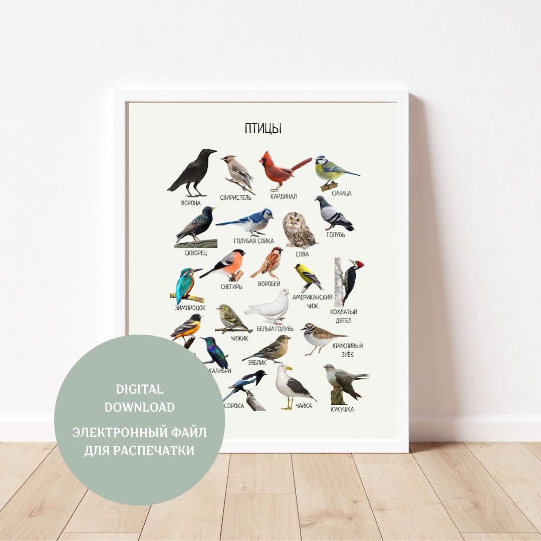 Обучающий плакат Птицы Birds Educational Poster in Russian, Learning ...